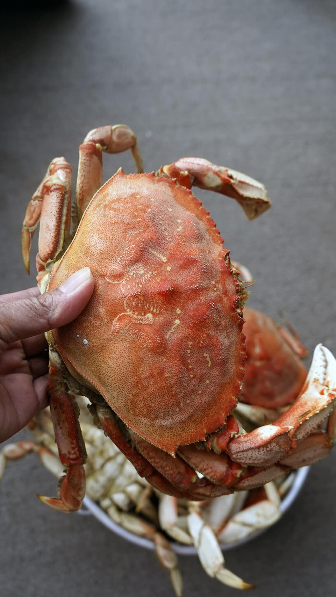 How to Cook and Clean Live Crab at Home – The Skinny Pot
