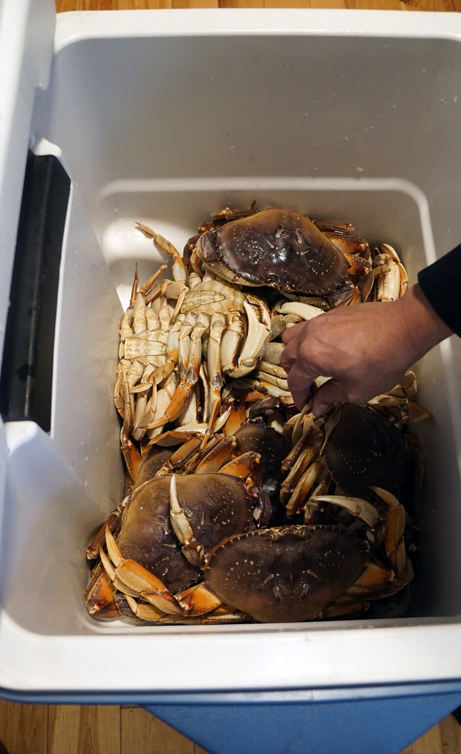 How to Cook and Clean Live Crab at Home – The Skinny Pot